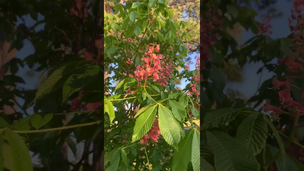 Horsechestnut - Aesculus x carnea 'Fort McNair'