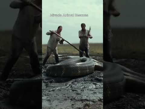 Rescue from a giant snake