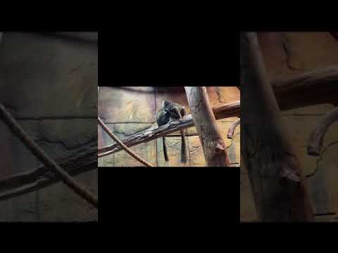 Rainforest Adventures Tropical Zoo Pigeon Forge Tennessee