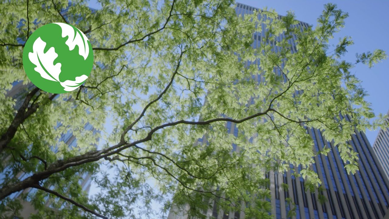 Forest for All NYC: A Path Forward for our Urban Forest