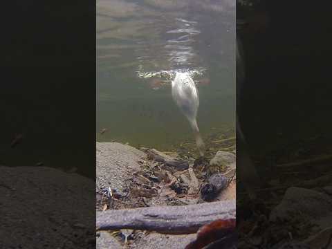 cormorant Bird catch fish in water #bird #nature #cormorent #magpie #magpie