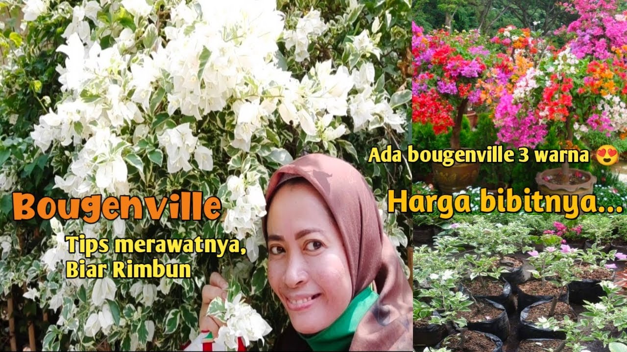 Bougenville kembang kertas - Cara merawat bougenville supaya rimbun - Bougenvile 3 warna harga bibit