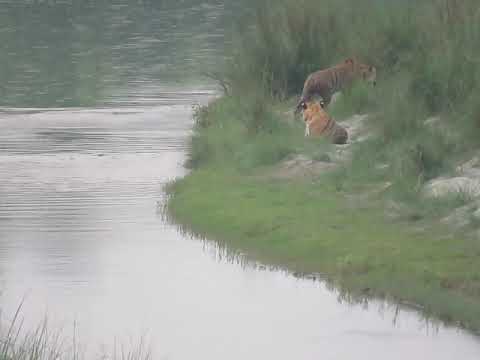 TIGER MAKING LOVE IN BARDIA NATIONAL PARK