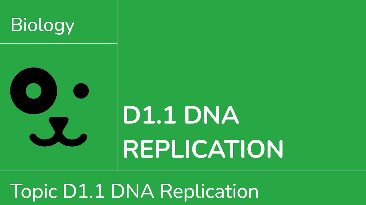 D1.1 DNA Replication [IB Biology SL/HL]