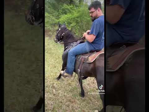 The running walk is the natural gait of the TWH! #tennesseewalkinghorse #ginonjazz #letemwalkon