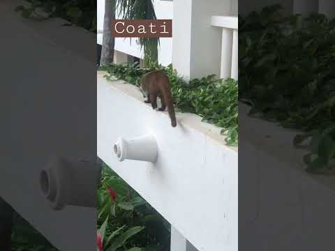 Coati at Grand Riviera Princess #playadelcarmen #mexico #coati#animals