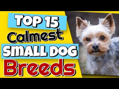 Top 15 Calmest Small Dog Breeds That You Would Never Guess 😮