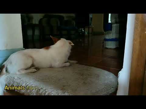 The Definition of Animal Behavior