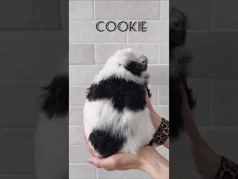 Cookie - F1 Female Mini Sheepadoodle #puppies #dogsofyoutube #doodle #dogs #sheepadoodle #icecream