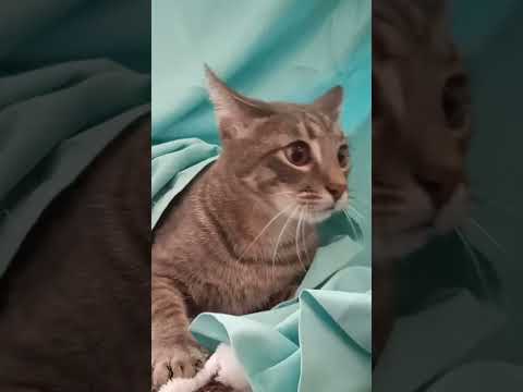 Cute Cats Tabby Cat Scare Airplane Ears 😸 #Cats #Shorts #YoutubeShorts 🐱 Animals Pets 🐈