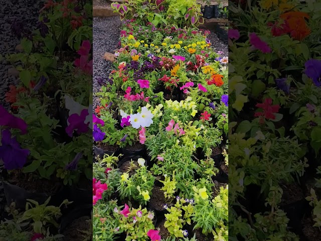 Gardan Plant - Natural Garden Grass Trader - Retailer from Chhindwara