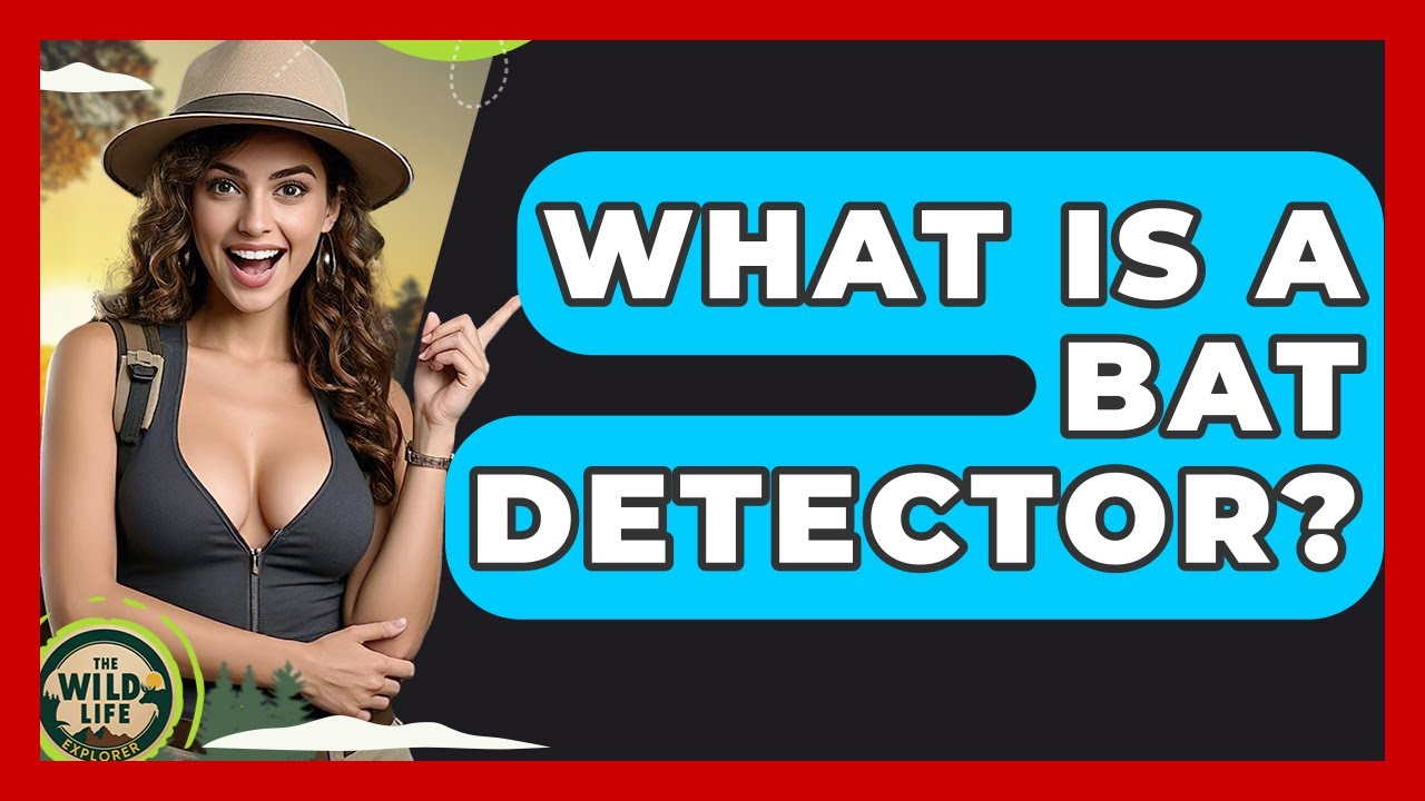 What Is A Bat Detector? - The Wild Life Explorer