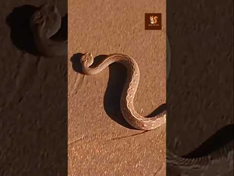 SIDEWINDER SNAKES🐍 are SCARY #shorts