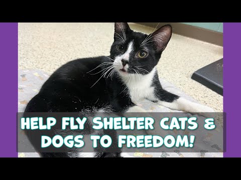 Grateful Paws Rescue Flight