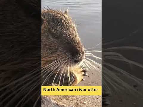 North American River Otter - Physical Characteristics - Habitat - Diet - Behavior - 101 Facts #usa