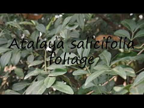 How to pronounce Atalaya salicifolia foliage in English?
