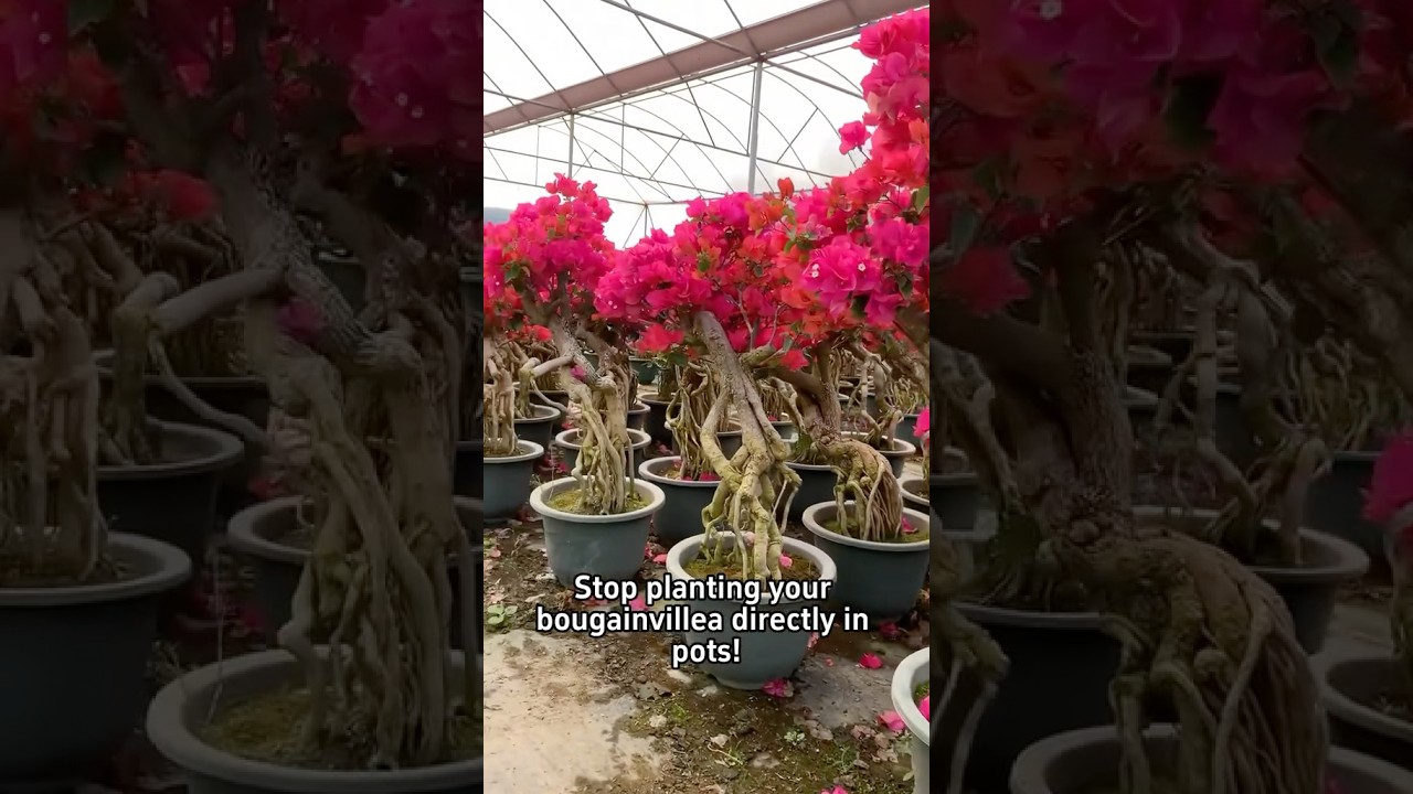 How to grow bougainvillea as a bonsai?
