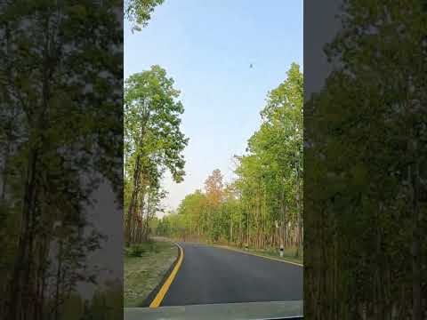 "Terrifying Encounter with High Speed Crossing Bus" #highway #travel #shorts