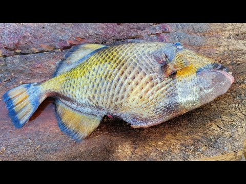 Titan Trigger Fish cutting skills | Sea Chicken Fish cutting skills