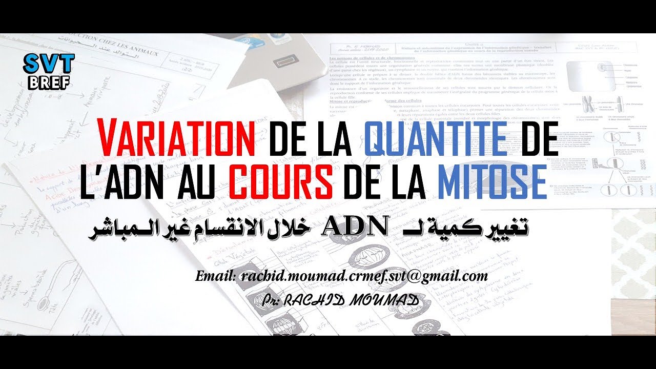 2BAC: Variation de la quantité d'ADN au cours de la mitose