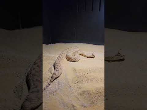 Beautiful horned sidewinder viper! #venomoussnakes #rareanimals #educational #reptiles #herping