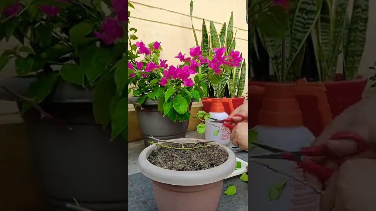 Watch how to propagate Bougainvillea plant in just 10 days. #propagate #bougainvillea #flowerlovers