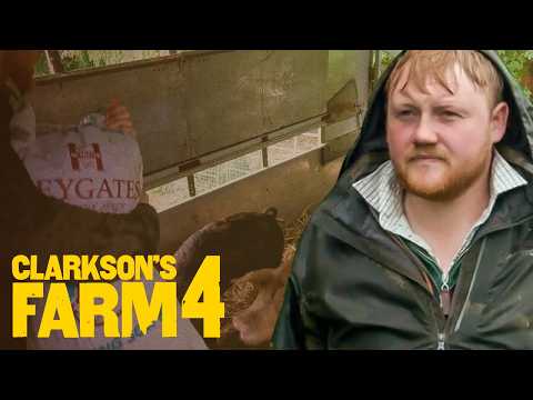 Clarkson's Farm Season 4 First Look: Kaleb Gets Attacked By Pigs