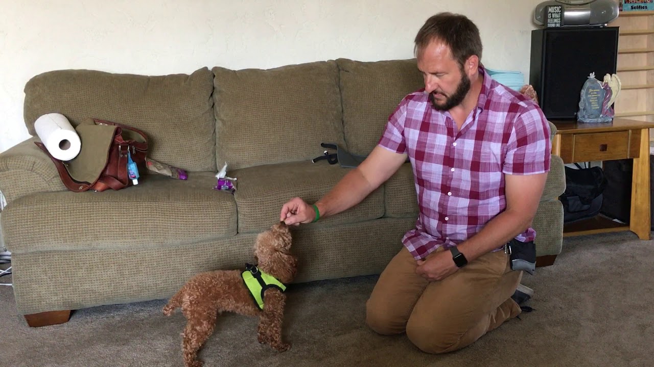 Teaching Murphy How to Sit, Lay Down, Sit up and Stand