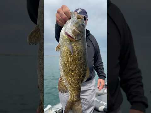 How do you hold your fish for pictures #fishing #smallmouthbass #takingpictures #embellissement