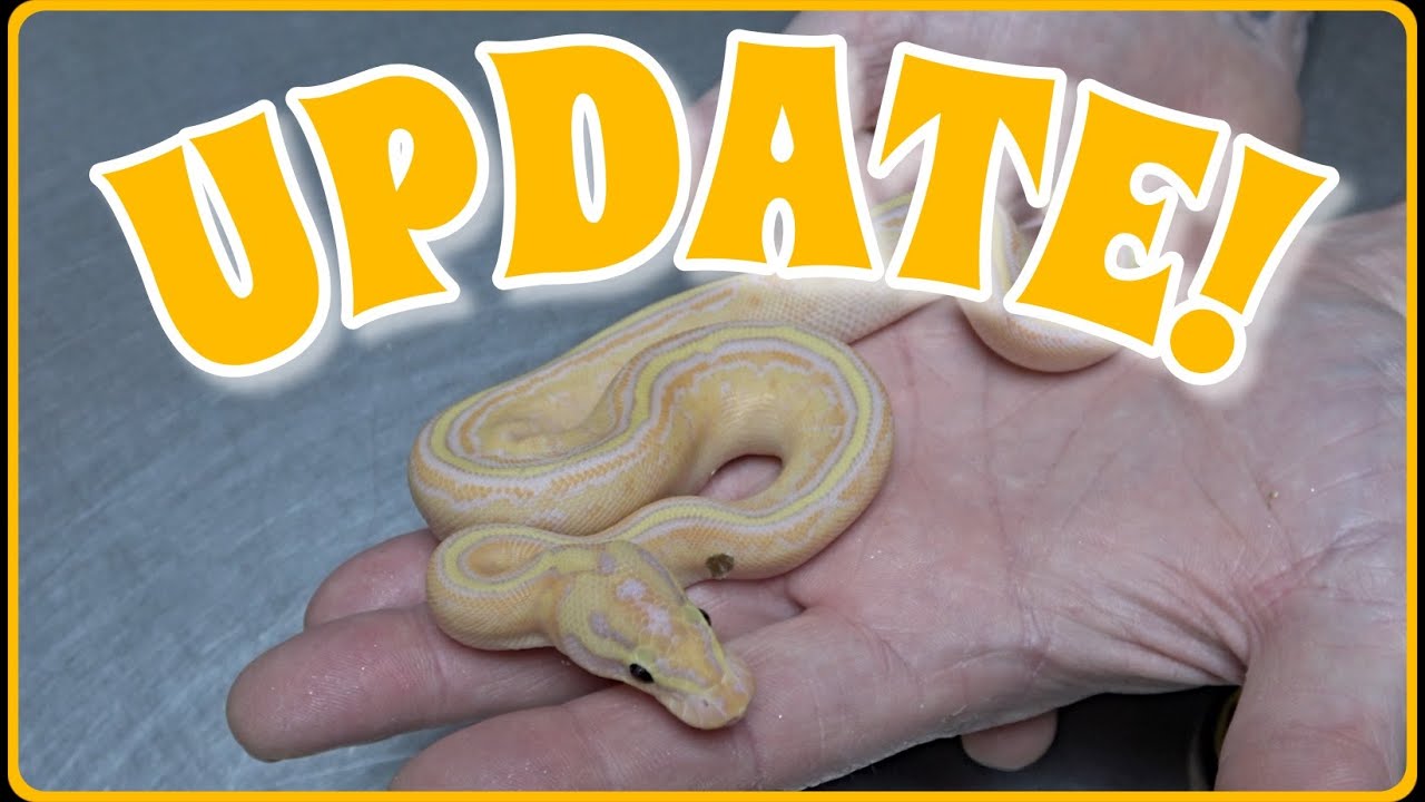 Clutch Update! Craziest Freeway Ball Python!!