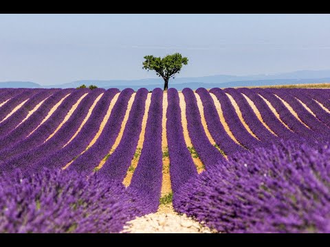 Introducing Provence & the Côte d'Azur