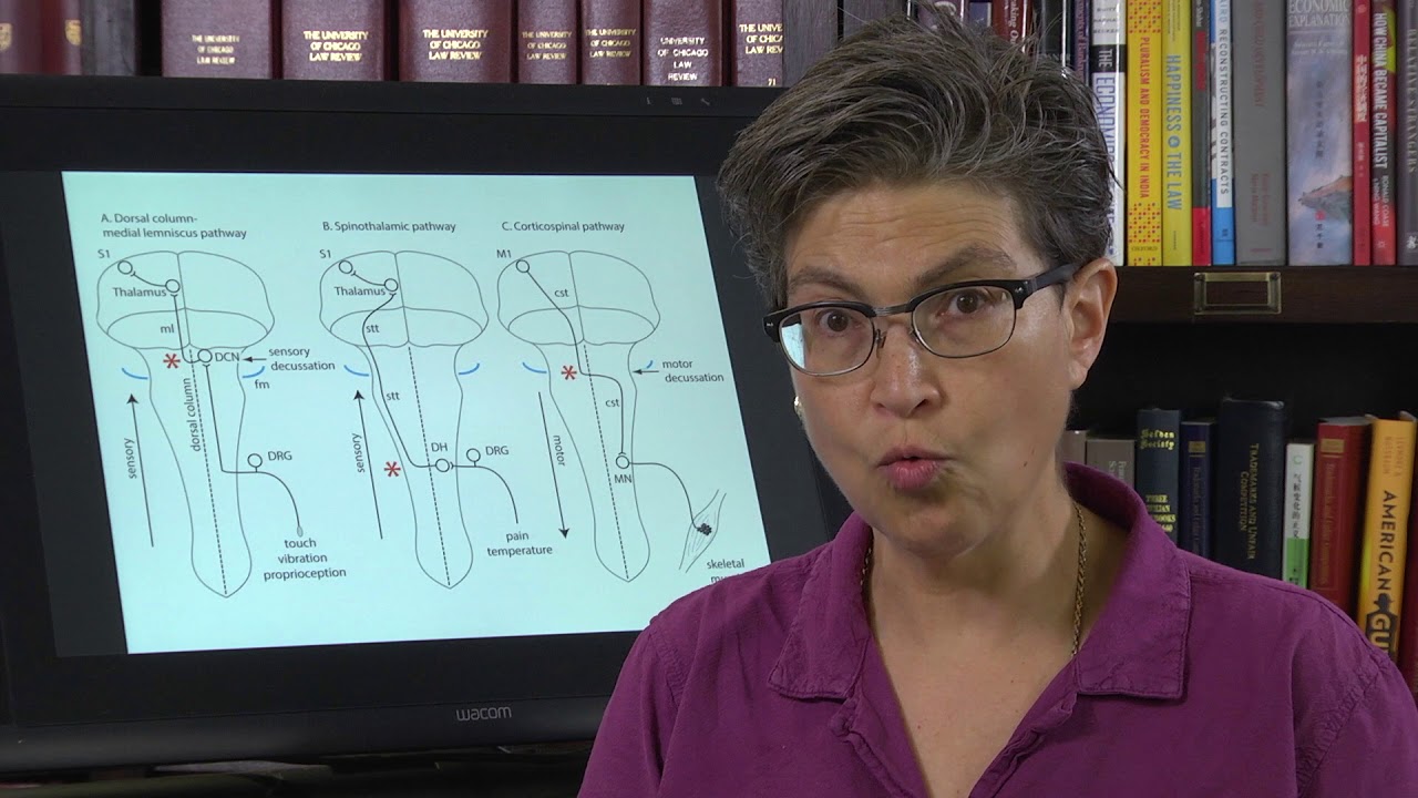 6.2 Brainstem Overview