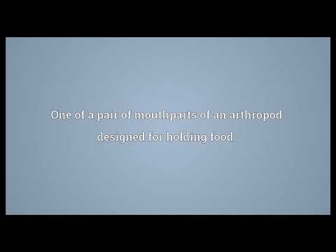 Mandible Meaning