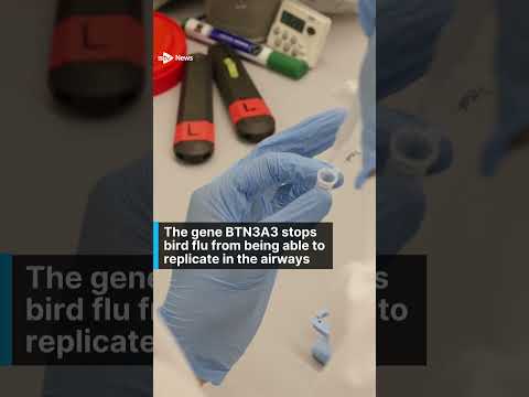 Scientists identify gene that protects humans against bird flu viruses