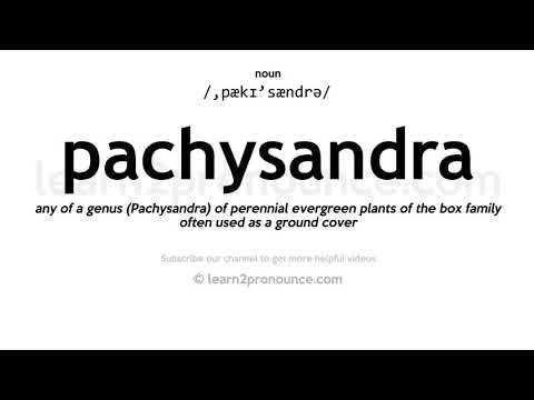 Pronunciation of Pachysandra | Definition of Pachysandra