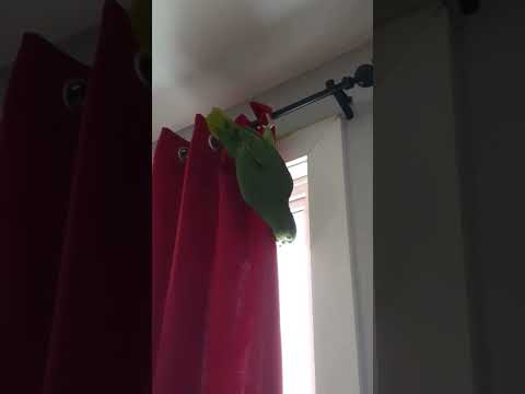 For Crying Out Loud! #foryoupage #trending #birds #fyp #funny #animals #amazing #amazon