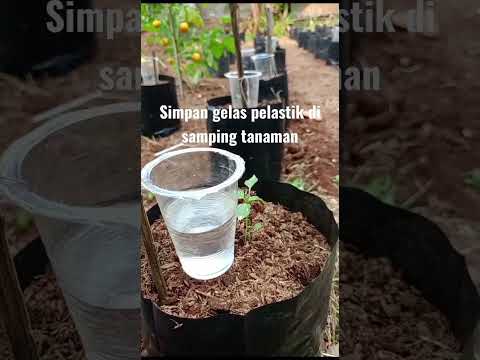 tips penyiraman cabai di polybag. #cabai merah besar. #petani milenial #petani modern