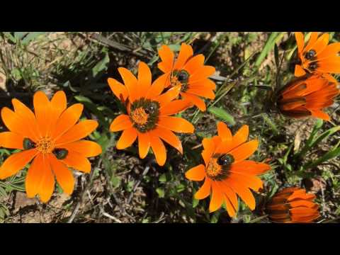 Feriengruss 1: Wild Flower Route, South Africa