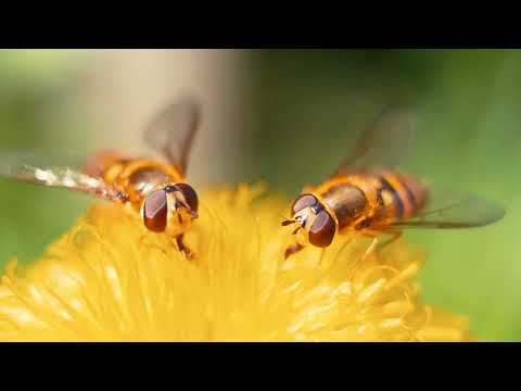 *Bee* Weather Smart