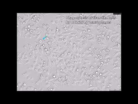 Cryptococcus neoformans can form titan-like cells in vitro in response to multiple signals