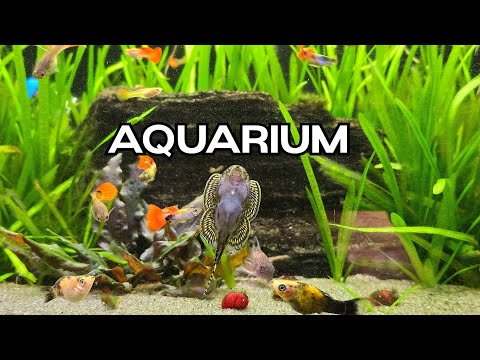 🐟Aquarium Cam Live Stream with Water Sounds - Study, Work, Relax🐠💤ASMR