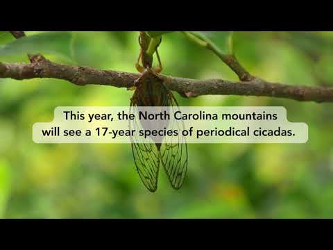 NC State expert has North Carolina's 2025 cicada forecast