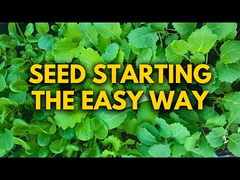 The #1 Gardening Skill You Must Master (Seed Starting Guide)