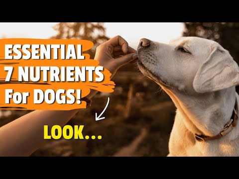 🐶🍲 7 ESSENTIAL Nutrients for DOGS and How Your Puppy Should GET THEM