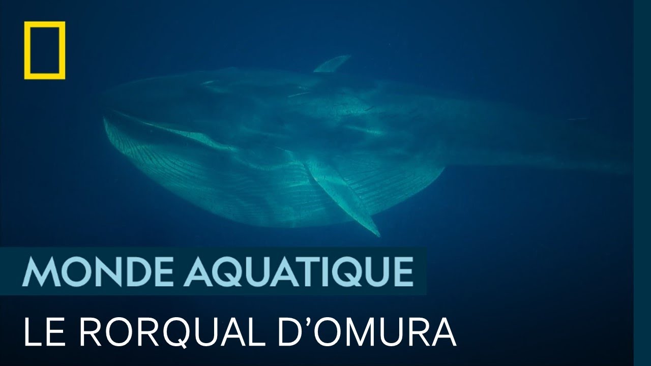 Documentaire | Le rorqual d’Omura, géant solitaire