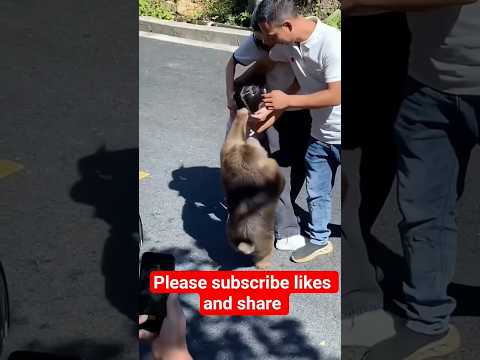 Monkey chasing girl ๐ฑ๐จ๐คฃ