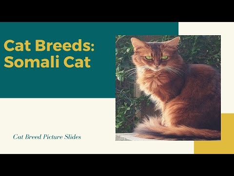 Somali Slides - Cat Breeds