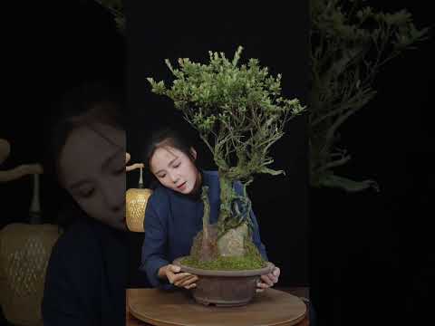 visit my sister's garden and ask for a bonsai