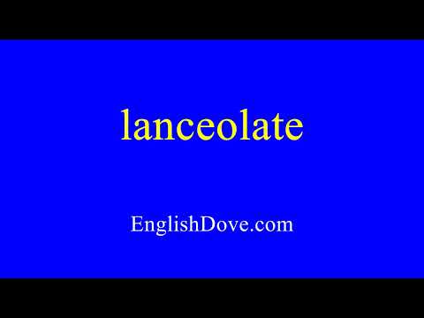 How to pronounce lanceolate in American English