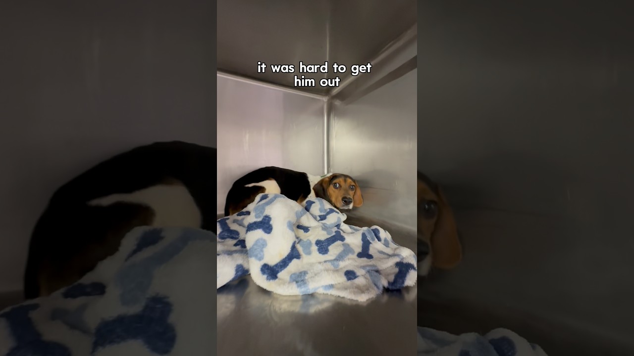 fostering a dog that’s has zero human interaction…